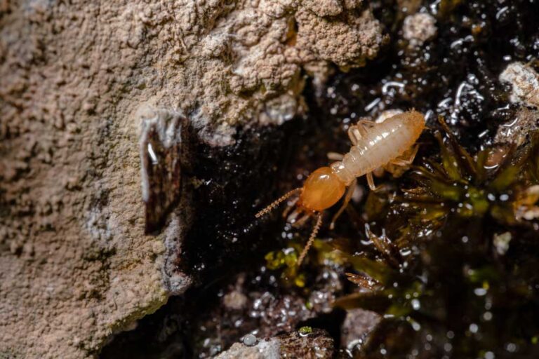 What is a Termite Bond in Alabama - Gartlan Injury Law